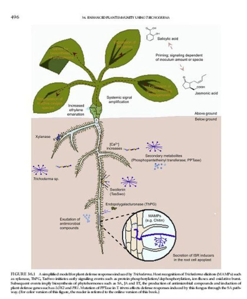 Mechanism on how Trichoderma protects crops against airborne pest