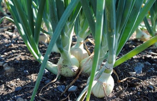 Multiplier onion garlic, and other vegetables.