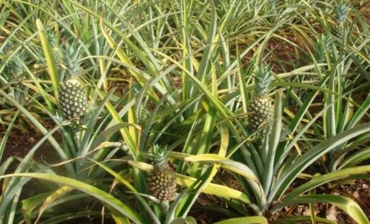 Application procedure for Pineapple