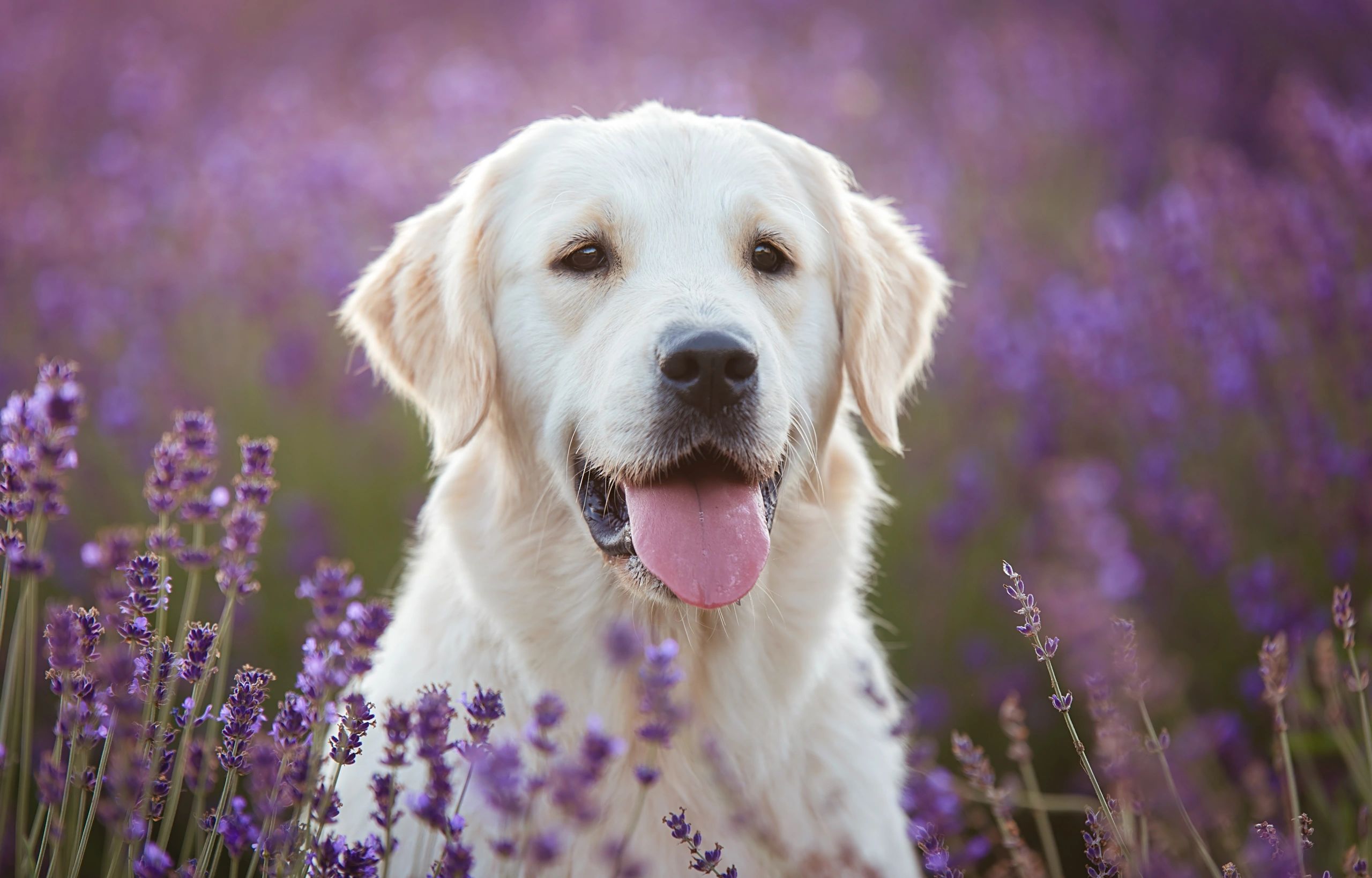 Veterinary, Vets - Highfields Vets - Derby, England