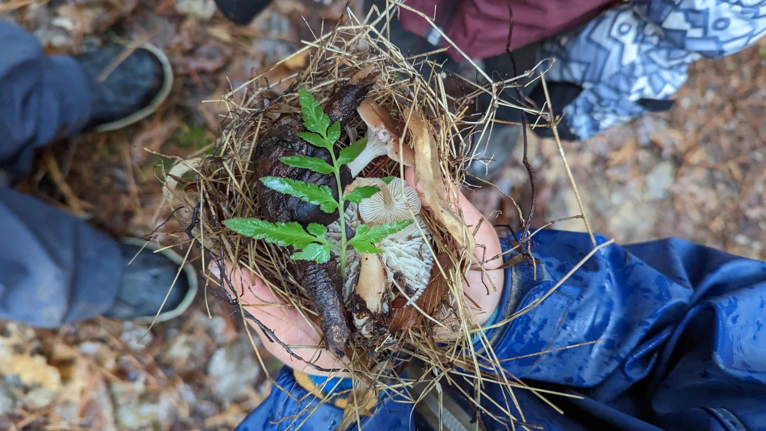 Nature Based Education