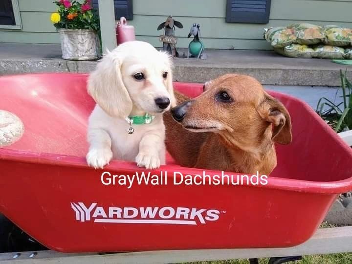 Graywall Dachshunds