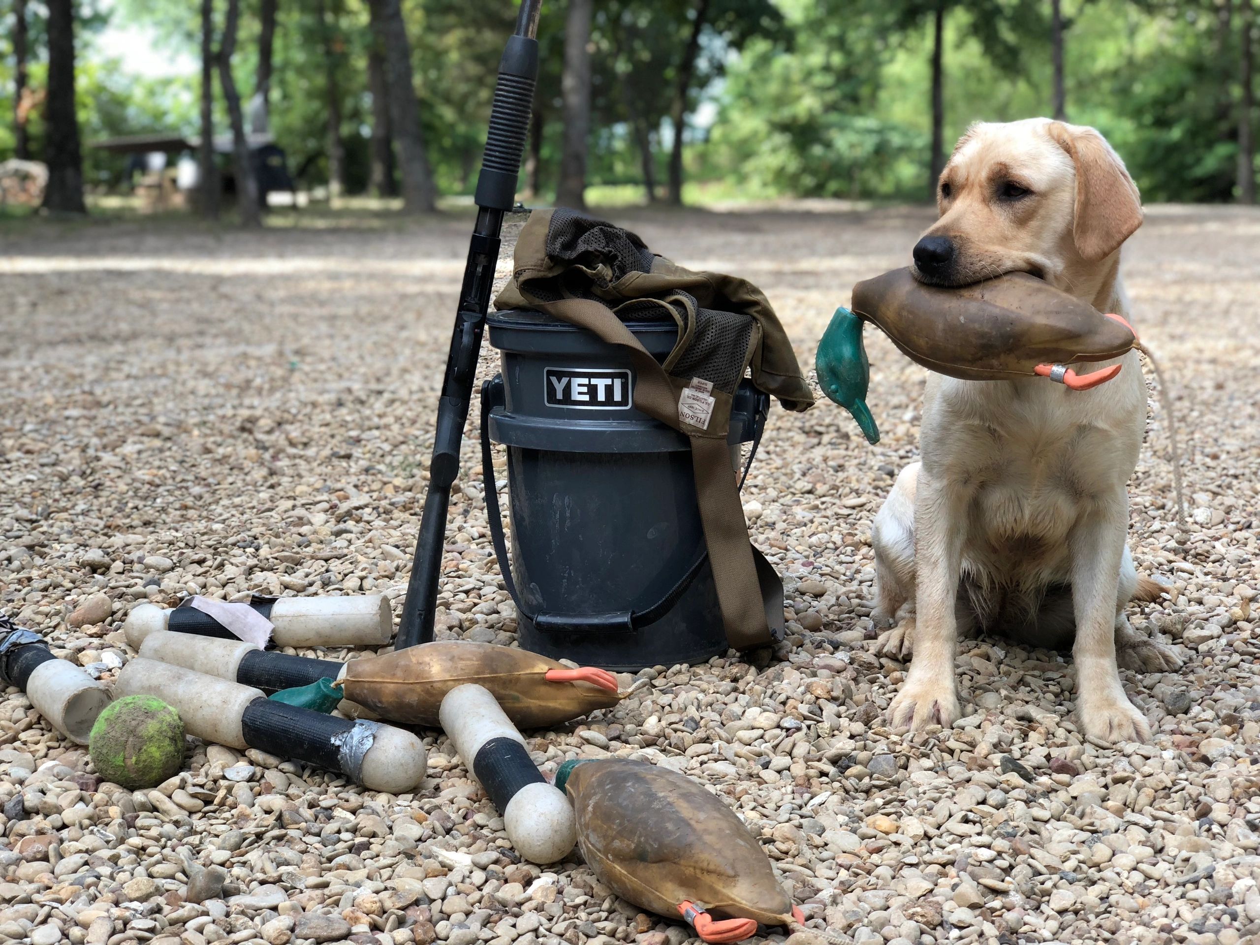 Started Gundogs | Blazing Gun Dogs