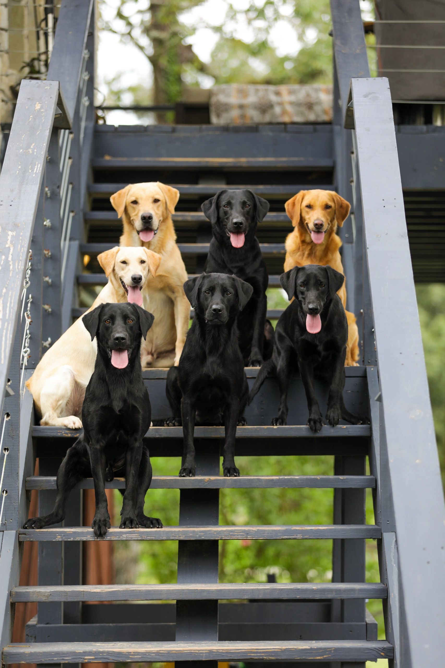 Blazing Gun Dogs - Gun Dogs, Hunting Dogs, Dogs for Sale