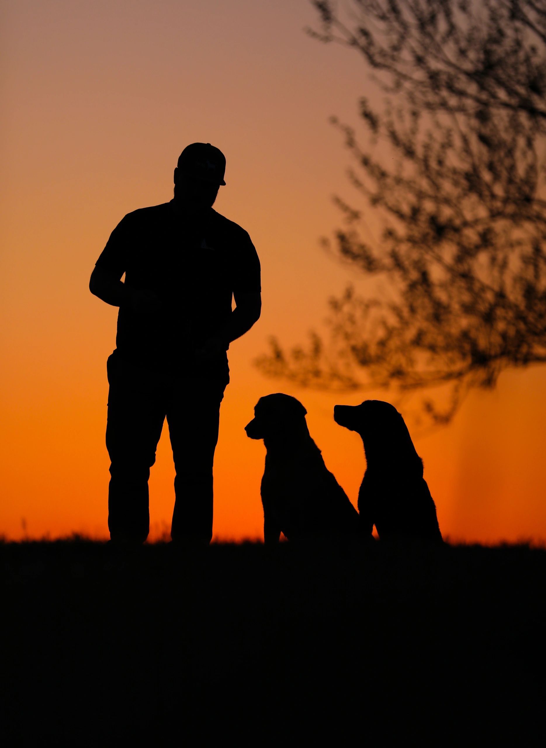 Blazing Gun Dogs - Gun Dogs, Hunting Dogs, Dogs for Sale