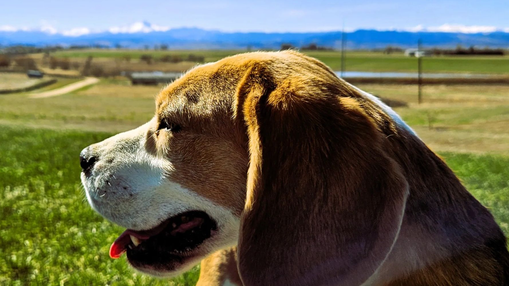 Beagle Puppies - RMBeagles