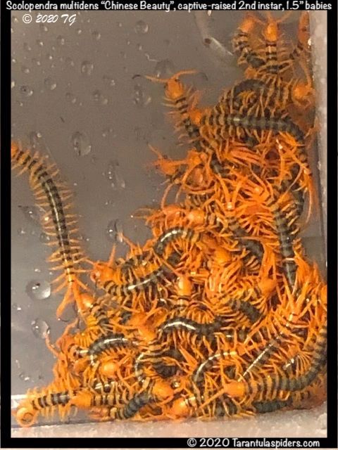 Scolopendra multidens "Chinese Beauty"