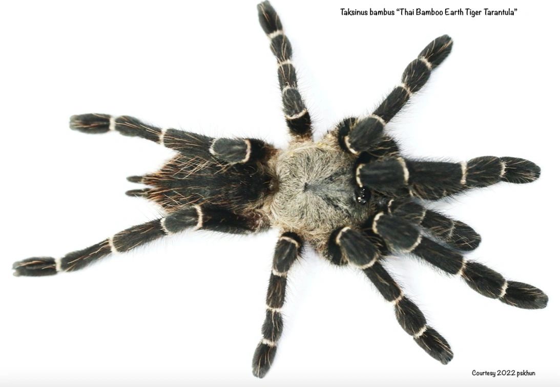 1/22/22: Taksinus bambus •﻿ A New Genus of Bamboo Culm Tarantula