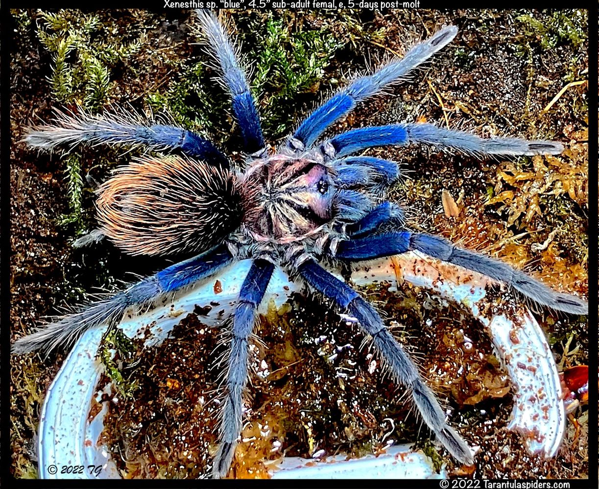 Tarantula Spiders - Tarantulas, Spiders, Centipedes