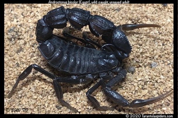 Androctonus bicolor "Egyptian Black Fat-Tailed"