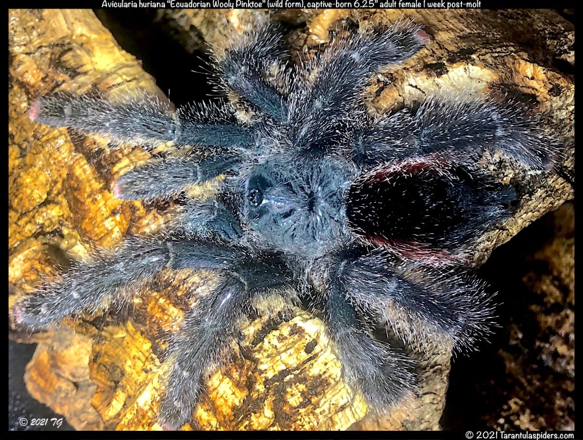 Avicularia huriana "Ecuadorian Wooly Pinktoe"