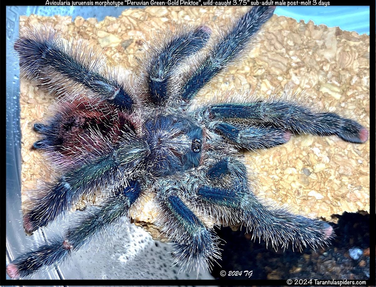 Avicularia juruensis {morphotype 1} "Peruvian Green-Gold Pinktoe"