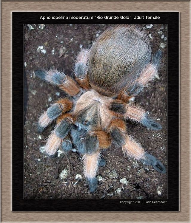 Aphonopelma moderatum "Rio Grande Gold"