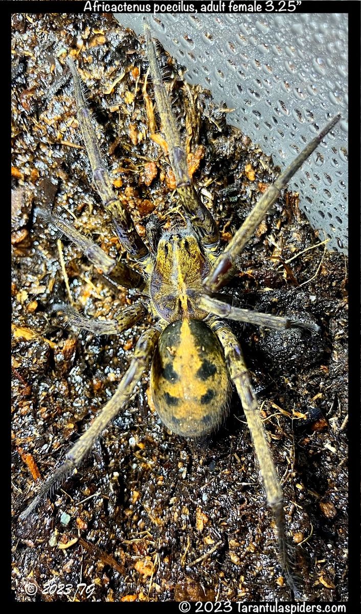 Africactenus poecilus "Gold Band Wandering Spider" (Mamfe Road)