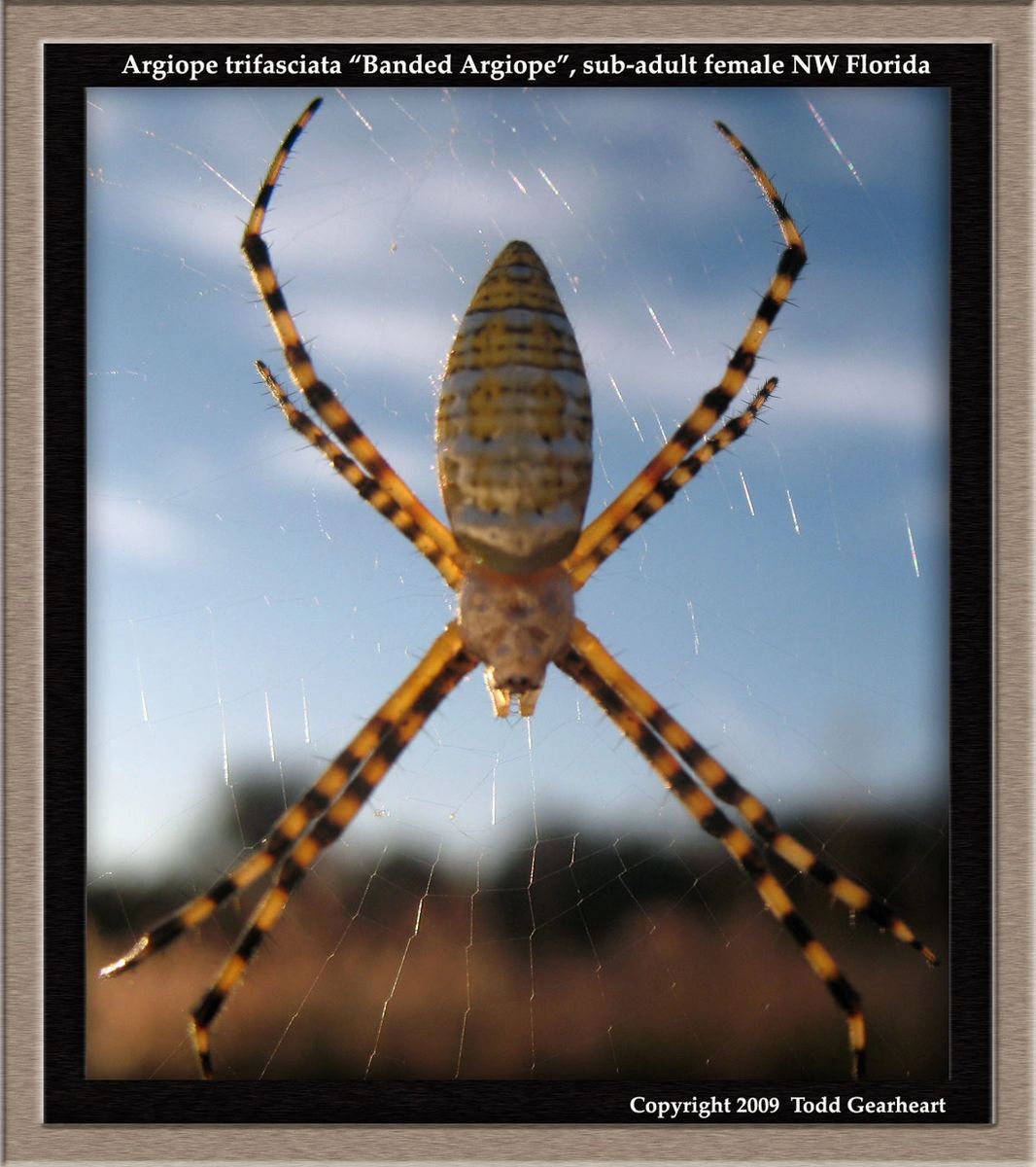 Argiope trifasciata "Banded Argiope Spider"