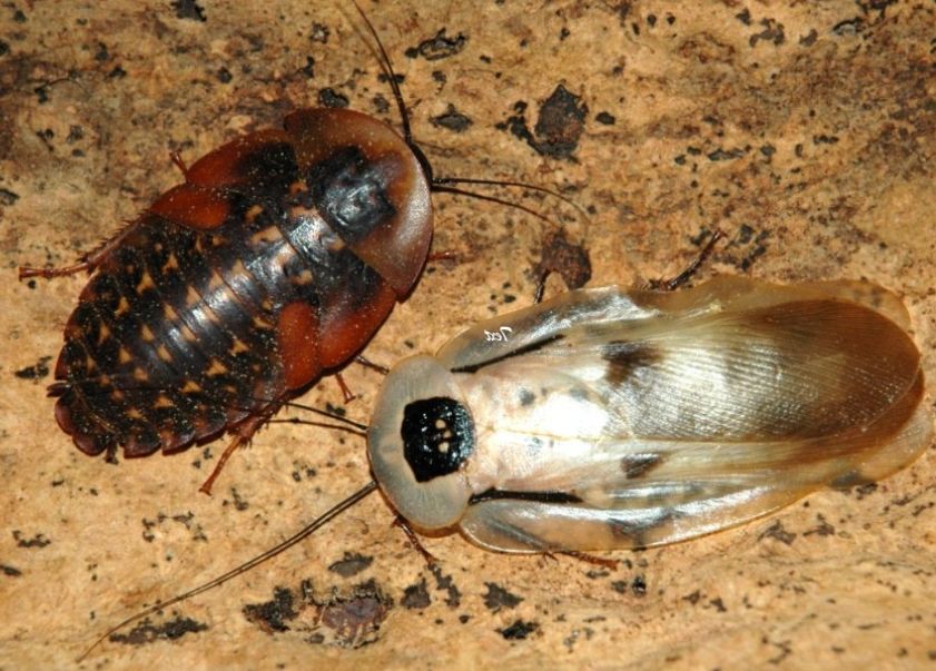 Blaberus giganteus "Giant Cave Roach"