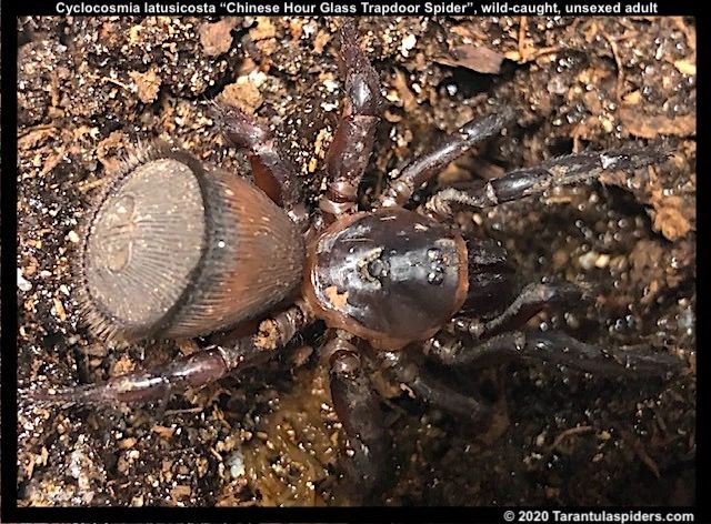 Primitive spider (non-tarantula)