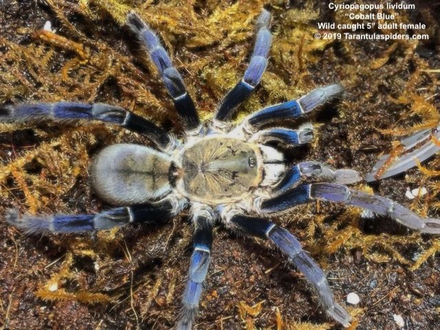 Cyriopagopus lividus "Cobalt Blue"
