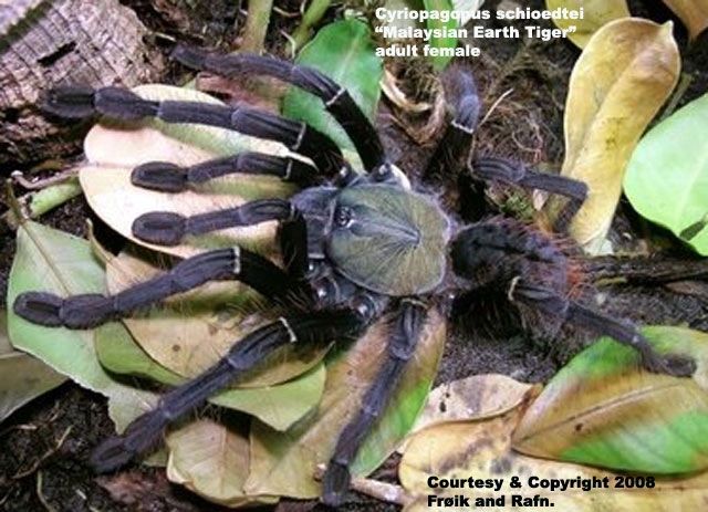 Malaysian Tarantula