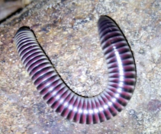 Chicobolus spinigerus "Florida Ivory Millipede" (purple color morph)