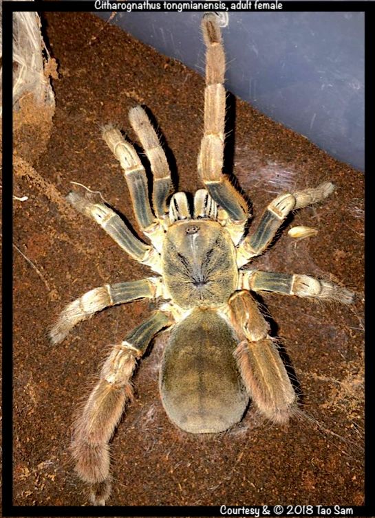 Magnacrus (ex-Citharognathus) tongmianensis "Vietnamese Stout-Leg Earth ...