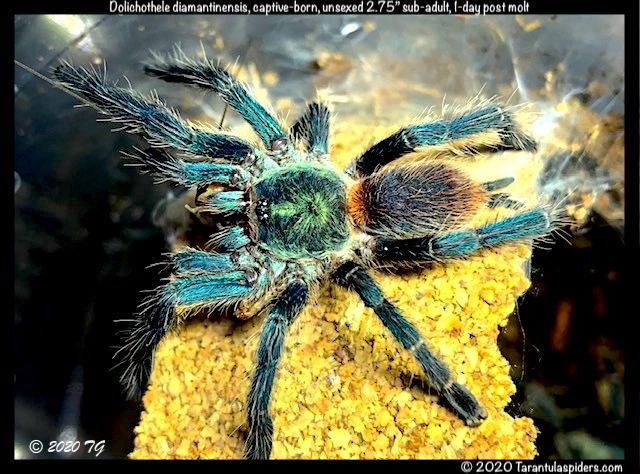 Dolichothele diamantinensis "Brazilian Blue Dwarf Beauty"