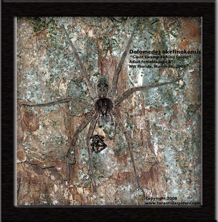 Dolomedes okefinokensis "Giant Swamp Fishing Spider"
