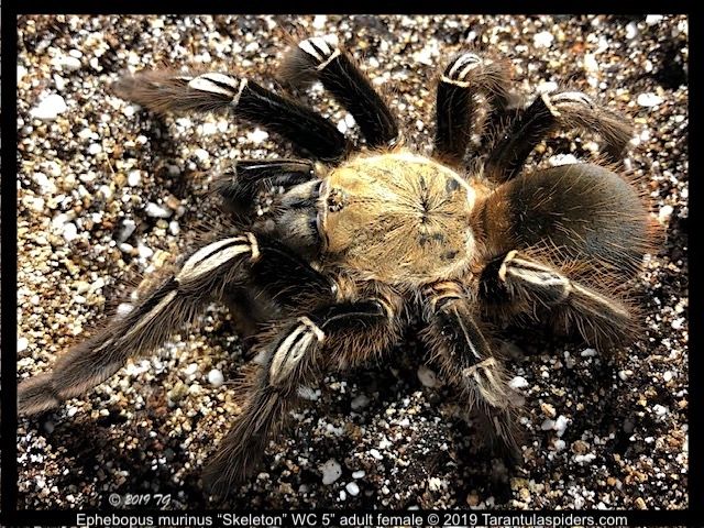 Ephebopus murinus "Skeleton"