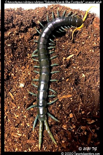 Ethmostigmus rubripes rubripes "Pacific Islands Blue Centipede"