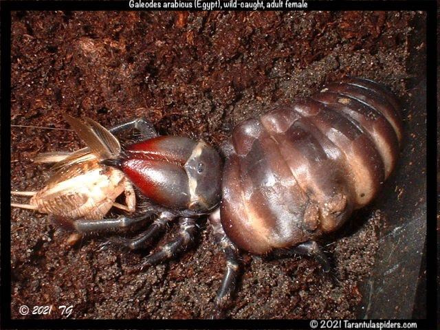 Rhagodes melanus "Egyptian Jabba the Hut Black Solifugid"