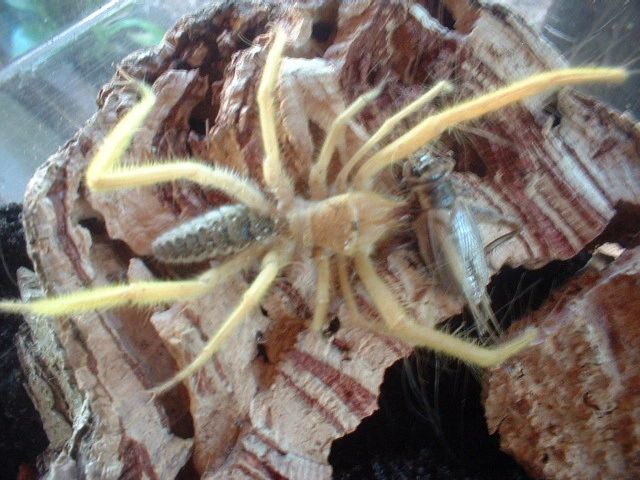 Galeodes arabs "Egyptian Giant Yellow Solifugid"