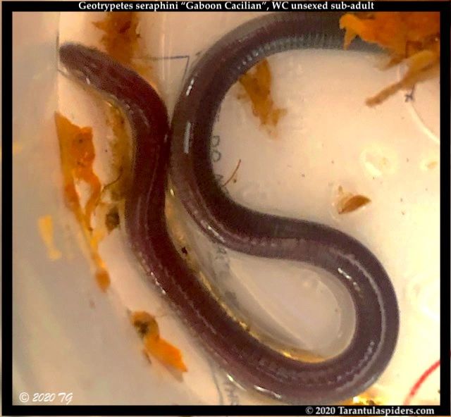 Geotrypetes seraphini "Gaboon caecilian"