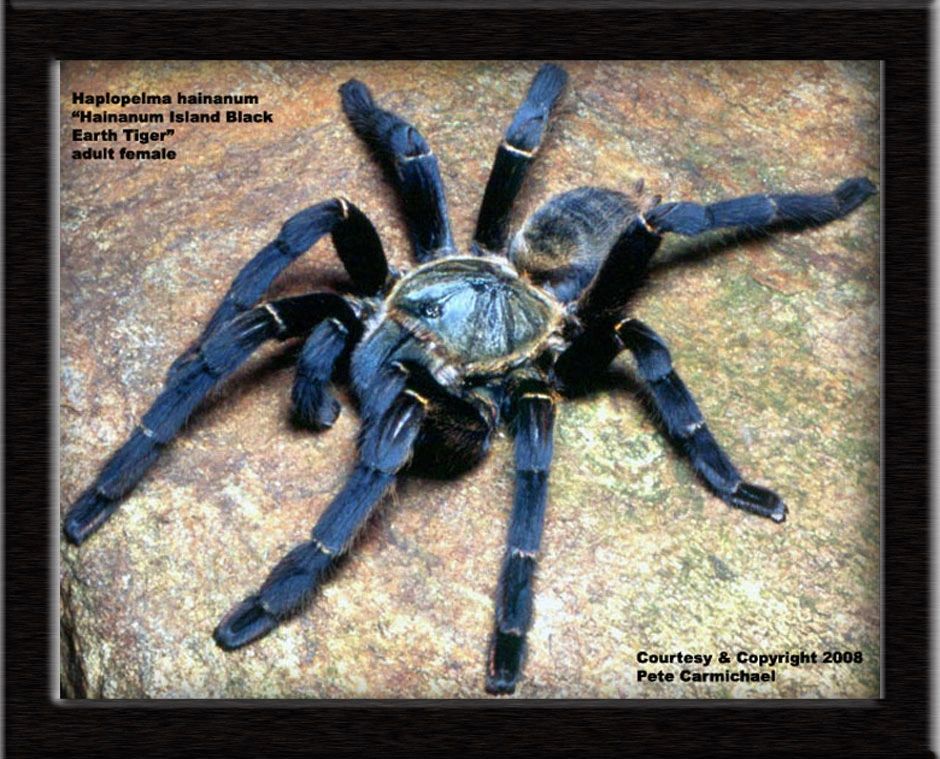 Cyriopagopus hainanum "Chinese Giant Black Earth Tiger"