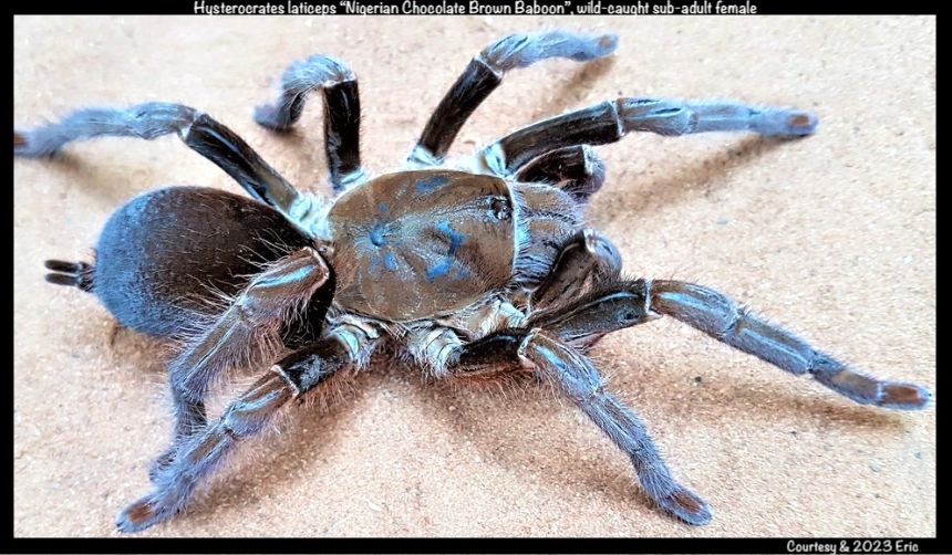 Hysterocrates laticeps "Nigerian Chocolate Brown Baboon"
