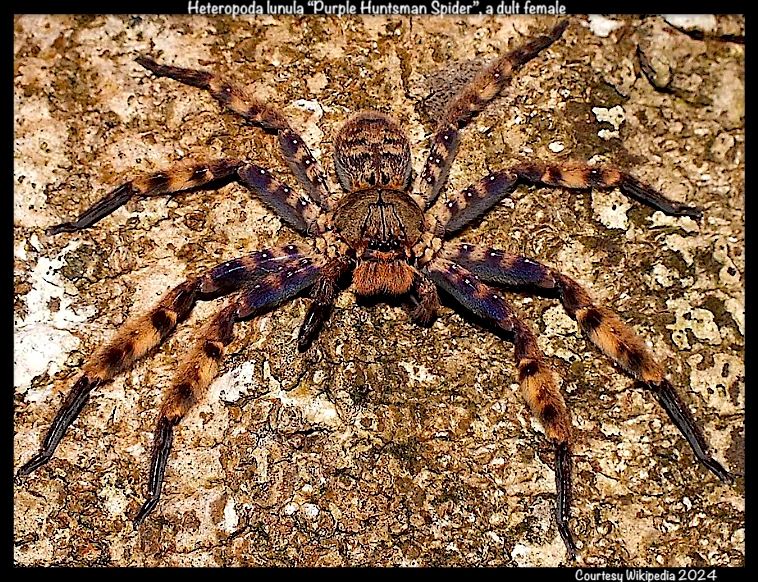 Heteropoda lunula "Purple Huntsman Spider"