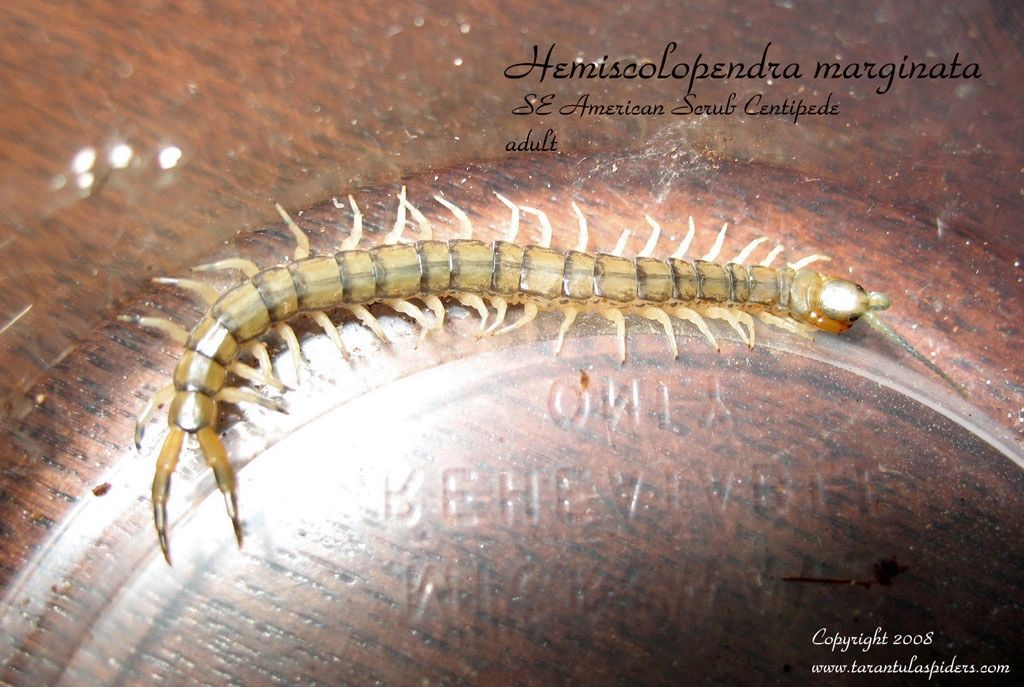 Hemiscolopendra marginata "Eastern Bark Centipede"
