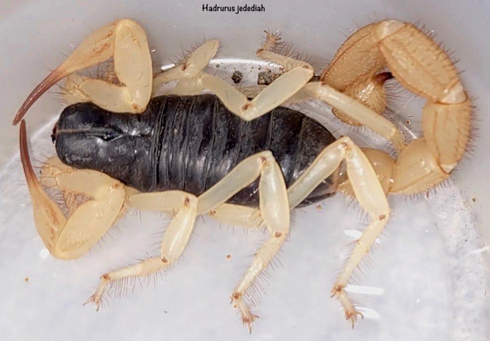 Hadrurus jedediah "Desert Blackback Scorpion"