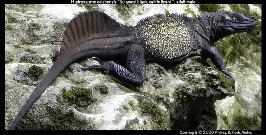 Hydrosaurus celebensis "Sulawesi Black Sailfin Dragon"