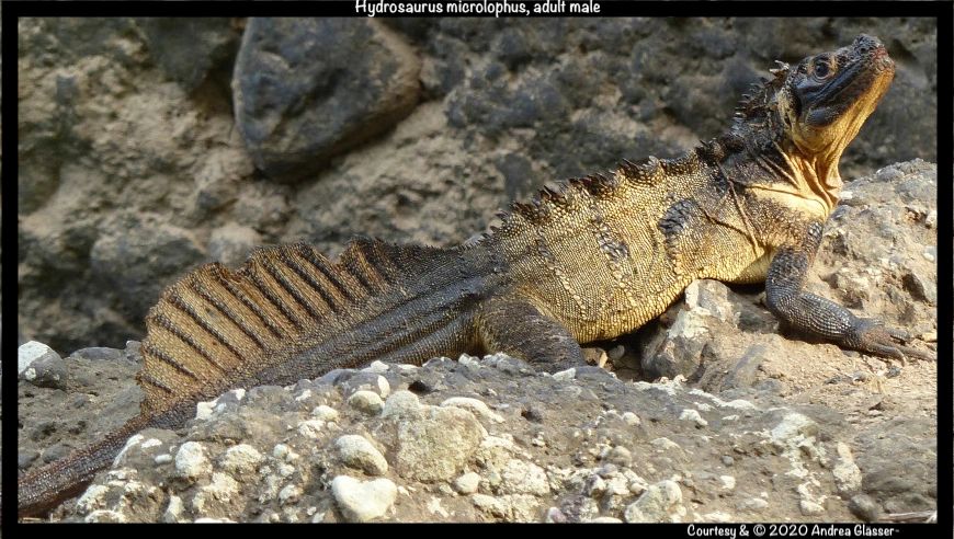 Hydrosaurus microlophus "Indonesian Giant Sailfin Dragon"