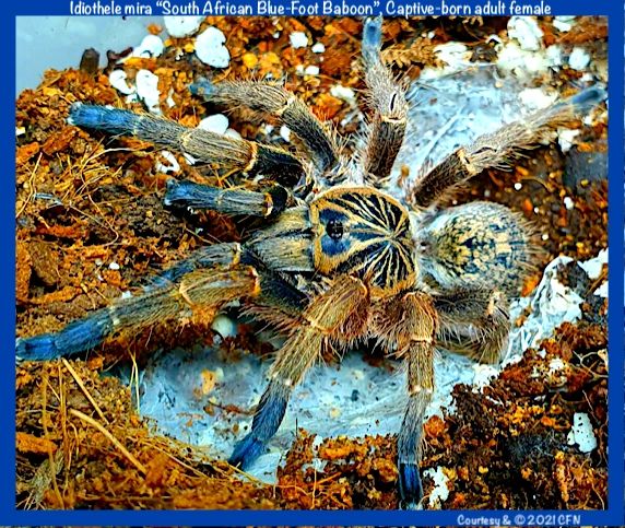 Idiothele mira "South African Blue-Foot Baboon"