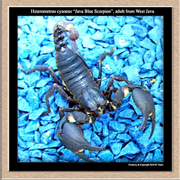 Javanimetrus cyaneus (ex- Heterometrus cyaneus) "Java Blue Forest Scorpion"