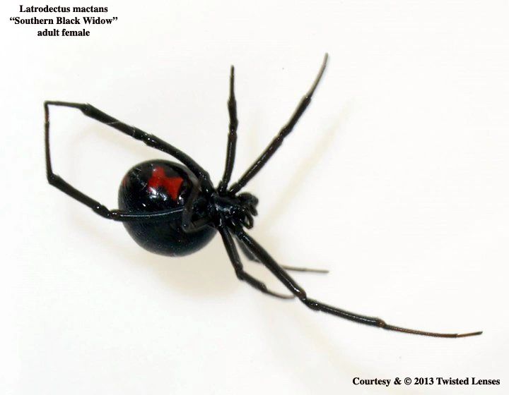 Latrodectus mactans "Southern Widow"