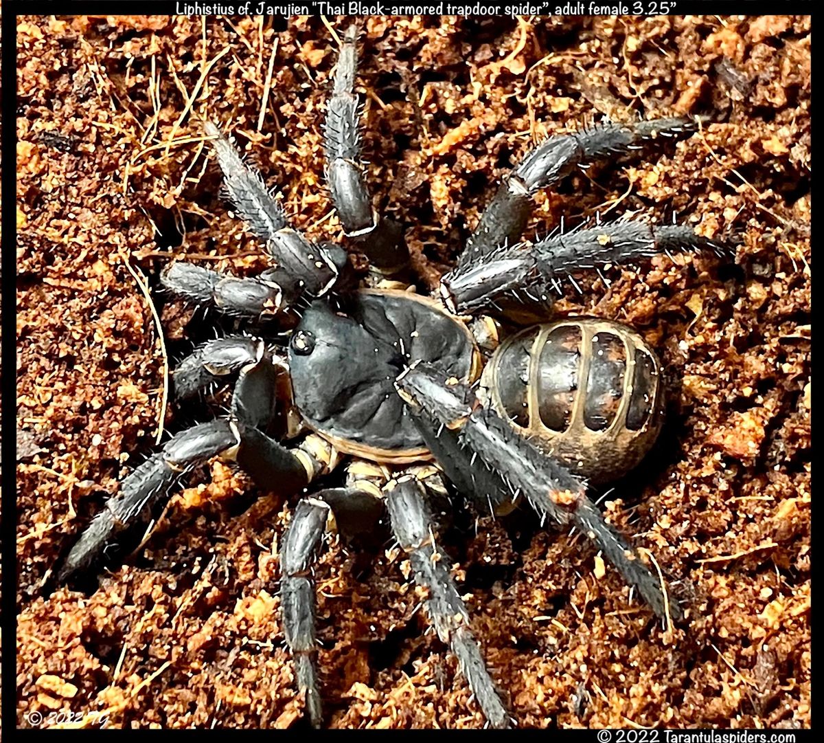 Liphistius cf. Jarujien "Thai Black-armored trapdoor spider"