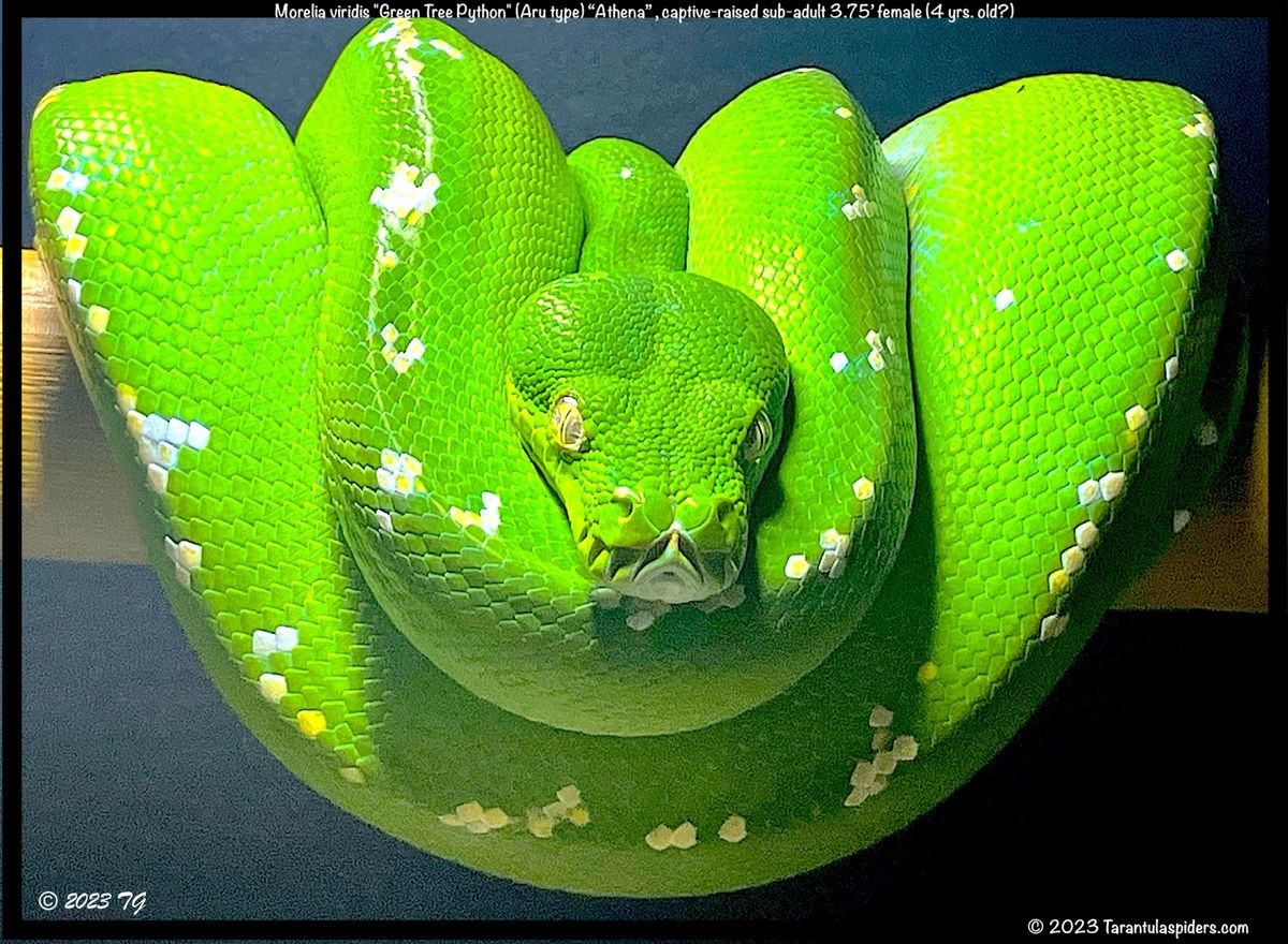 Morelia viridis "Green Tree Python" (ARU type)