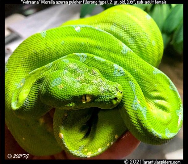 Morelia azurea pulcher "Green Tree Python" (Sorong type)