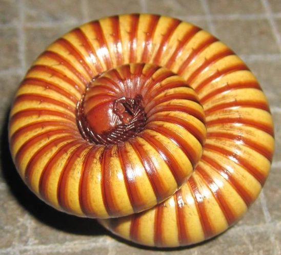 Orthoporus ornatus "Texas Giant Gold Millipede"