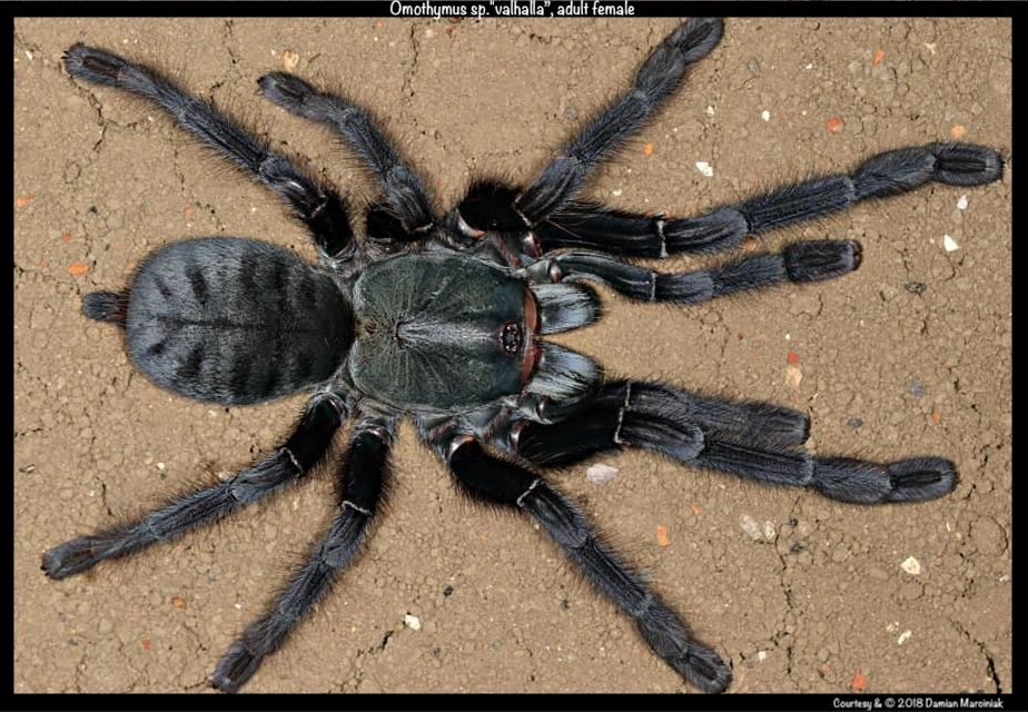 Omothymus sp."valhalla"