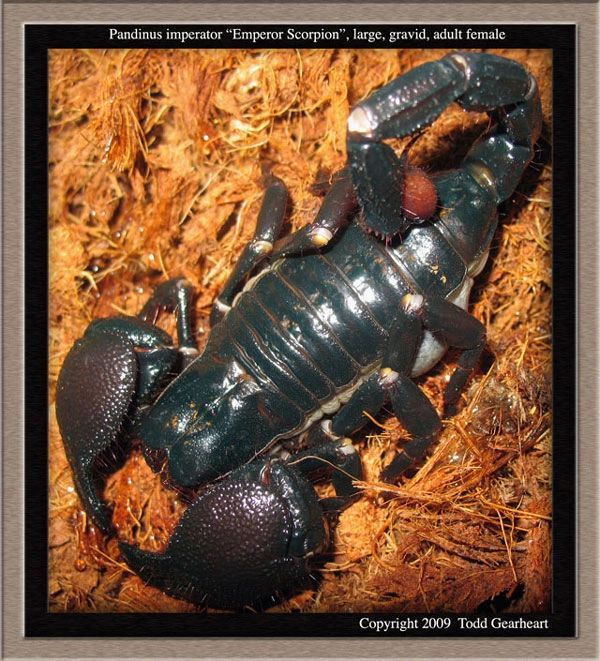 Pandinus imperator "Emperor Scorpion"