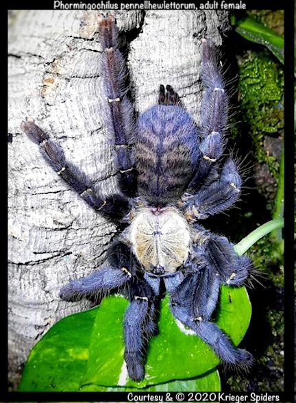 Phormingochilus pennellhewlettorum "Bario Bat-Eater"