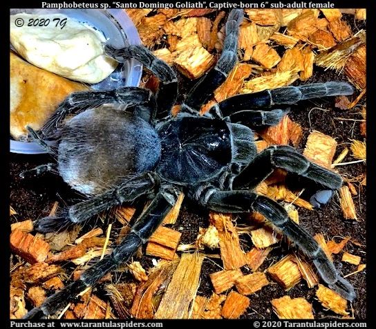 Pamphobeteus sp. "Santo Domingo Goliath"